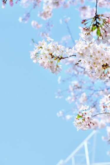 Spring Screensavers 4K Helps You Enjoy Spring At Your Fingertips