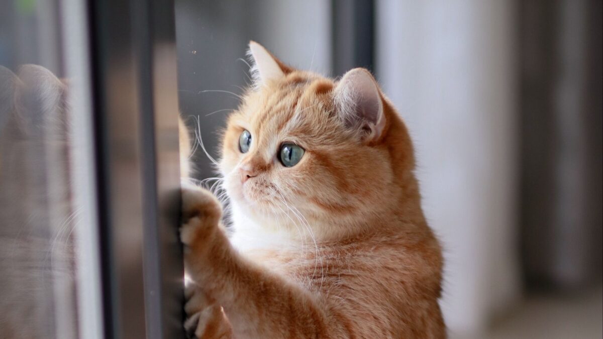 Cat Pfp Wallpapers Cute, Aesthetic Will Definitely Melt Your Heart