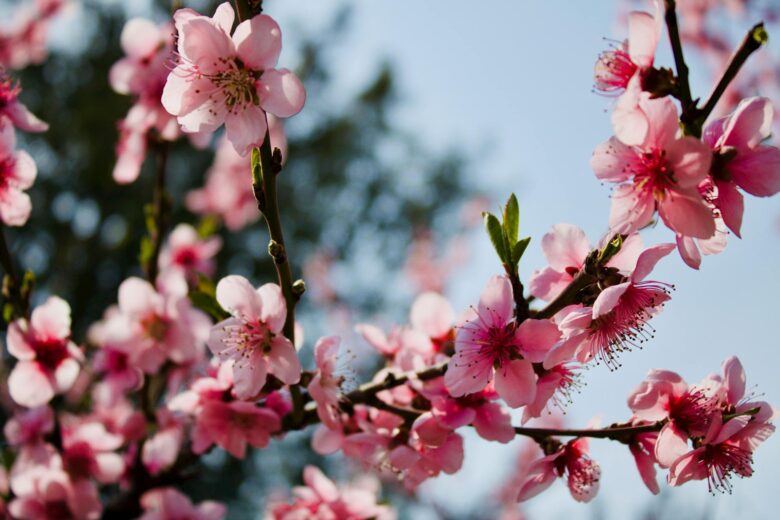 Spring Screensavers 4K Helps You Enjoy Spring At Your Fingertips