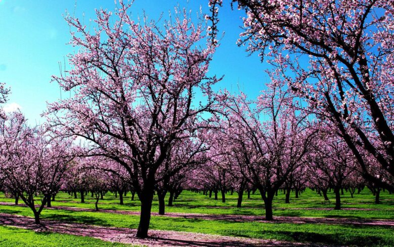 Spring Screensavers 4K Helps You Enjoy Spring At Your Fingertips