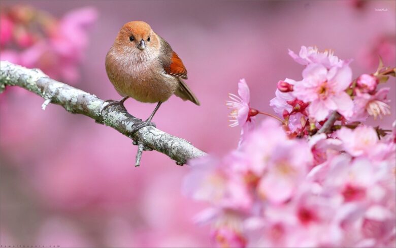 Spring Screensavers 4K Helps You Enjoy Spring At Your Fingertips