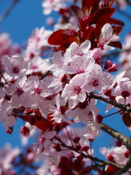 Spring Screensavers 4K Helps You Enjoy Spring At Your Fingertips