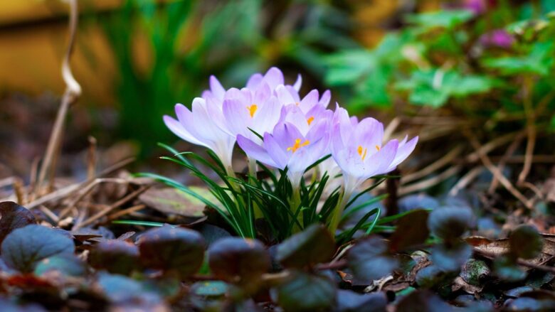 Spring Screensavers 4K Helps You Enjoy Spring At Your Fingertips